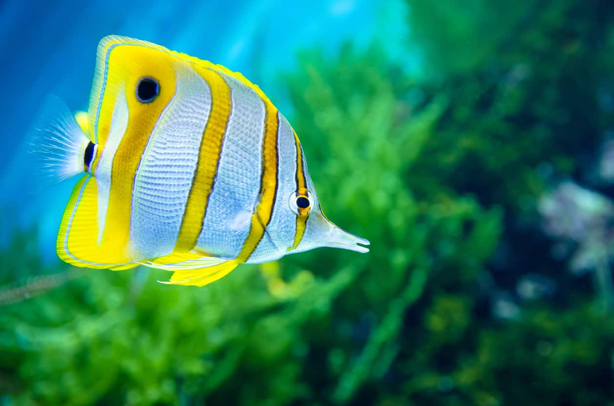 Swimming Like a Fish in a Fishbowl - A Triathlete's Diary